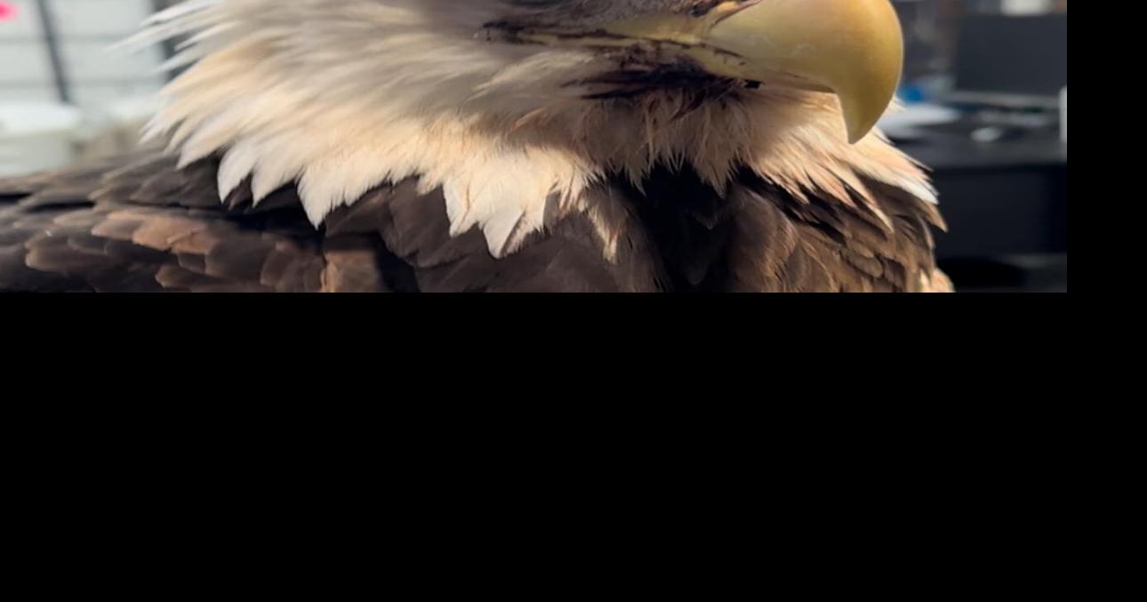 Rogers County animal rescue mourns loss of twice-rescued eagle | News ...