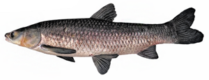 OK Dept. of Wildlife Conservation offers $100 bounty for catching black ...