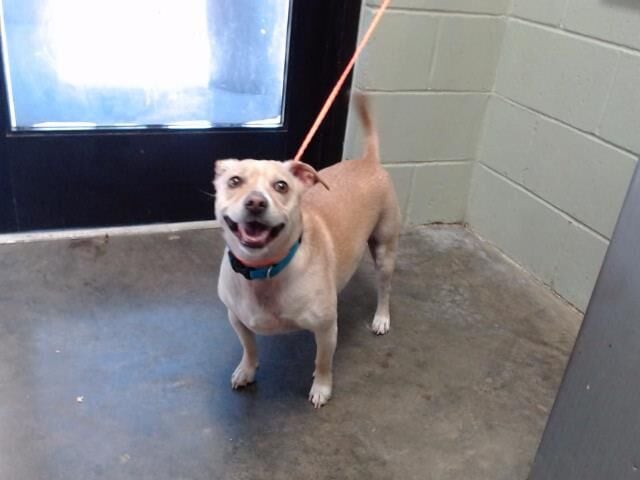 Photos: Adoptables at Tulsa Animal Welfare Shelter | | fox23.com