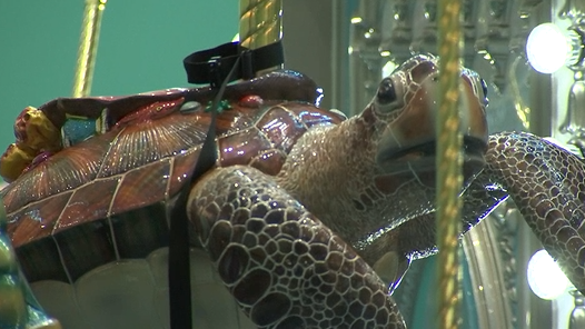 Photos: Oklahoma Aquarium debuts new ocean carousel in Jenks | | fox23.com