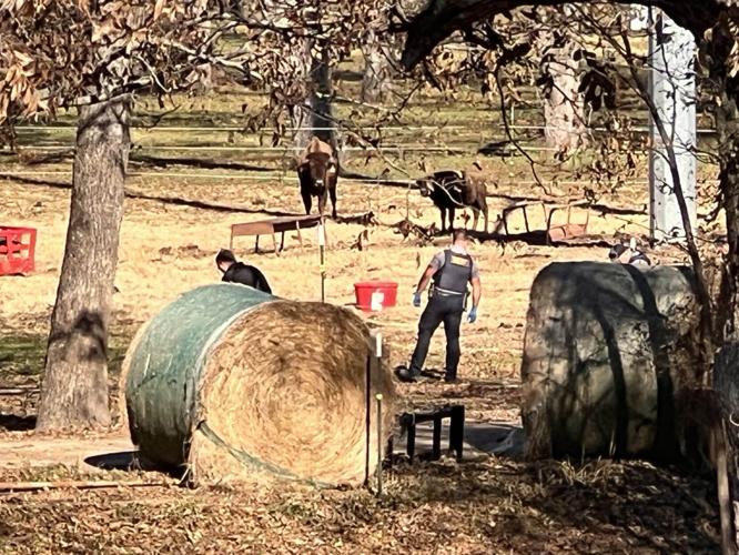 Photos: Owners looking for answers after bison shot, decapitated at ...