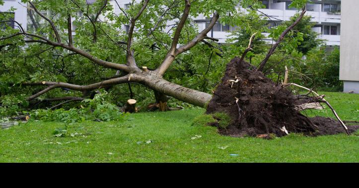 NYC woman dies after tree falls on apartment complex pool | Trending ...