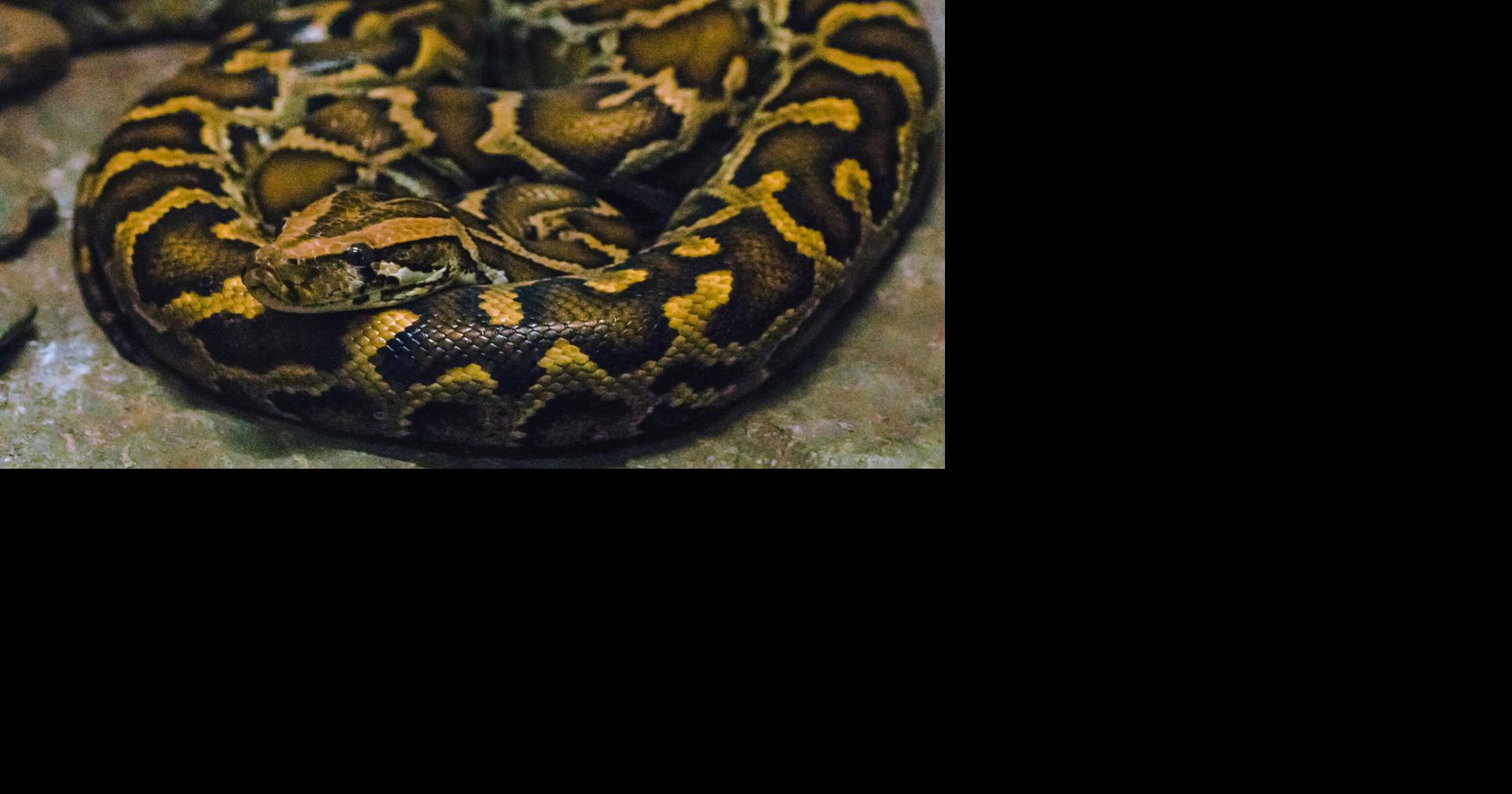 Florida teenager wins $10K for wrangling 28 pythons | Trending | fox23.com