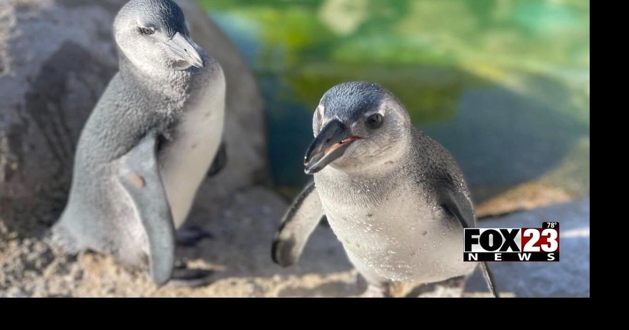 Tulsa Zoo's penguins officially named | News | fox23.com