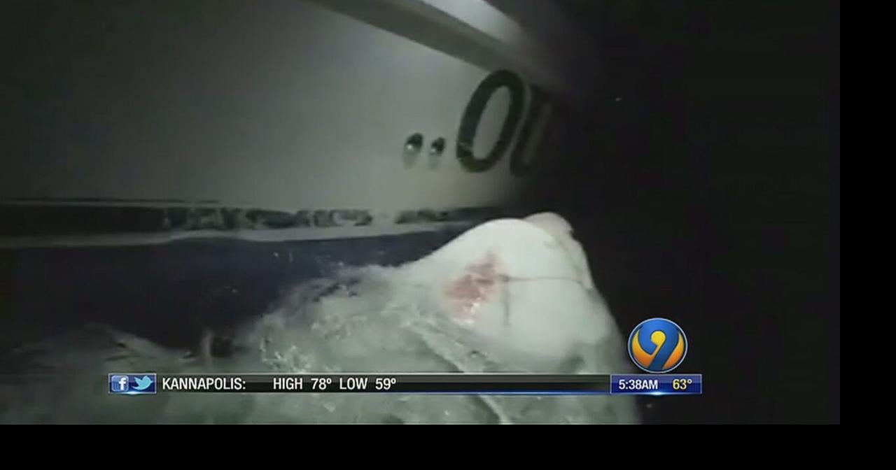 MUST SEE: 14-foot great white shark reeled in off coast of Hilton Head ...