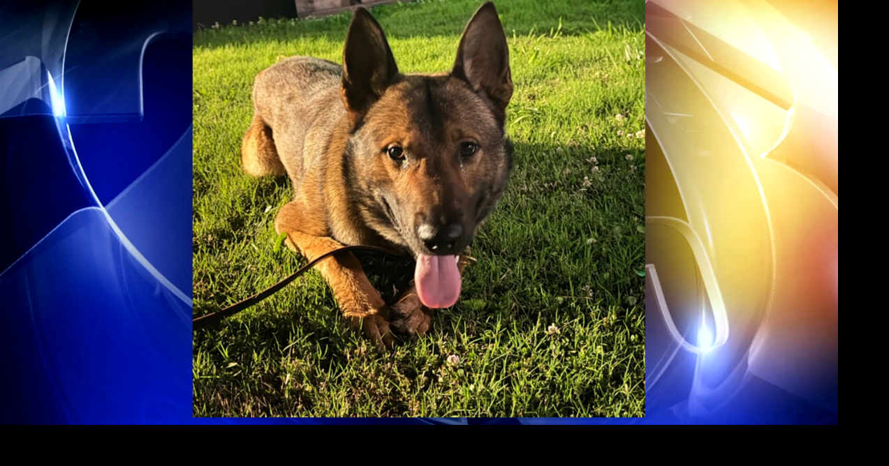 Owasso PD asking for donations for bullet-resistant vest for K9 unit ...