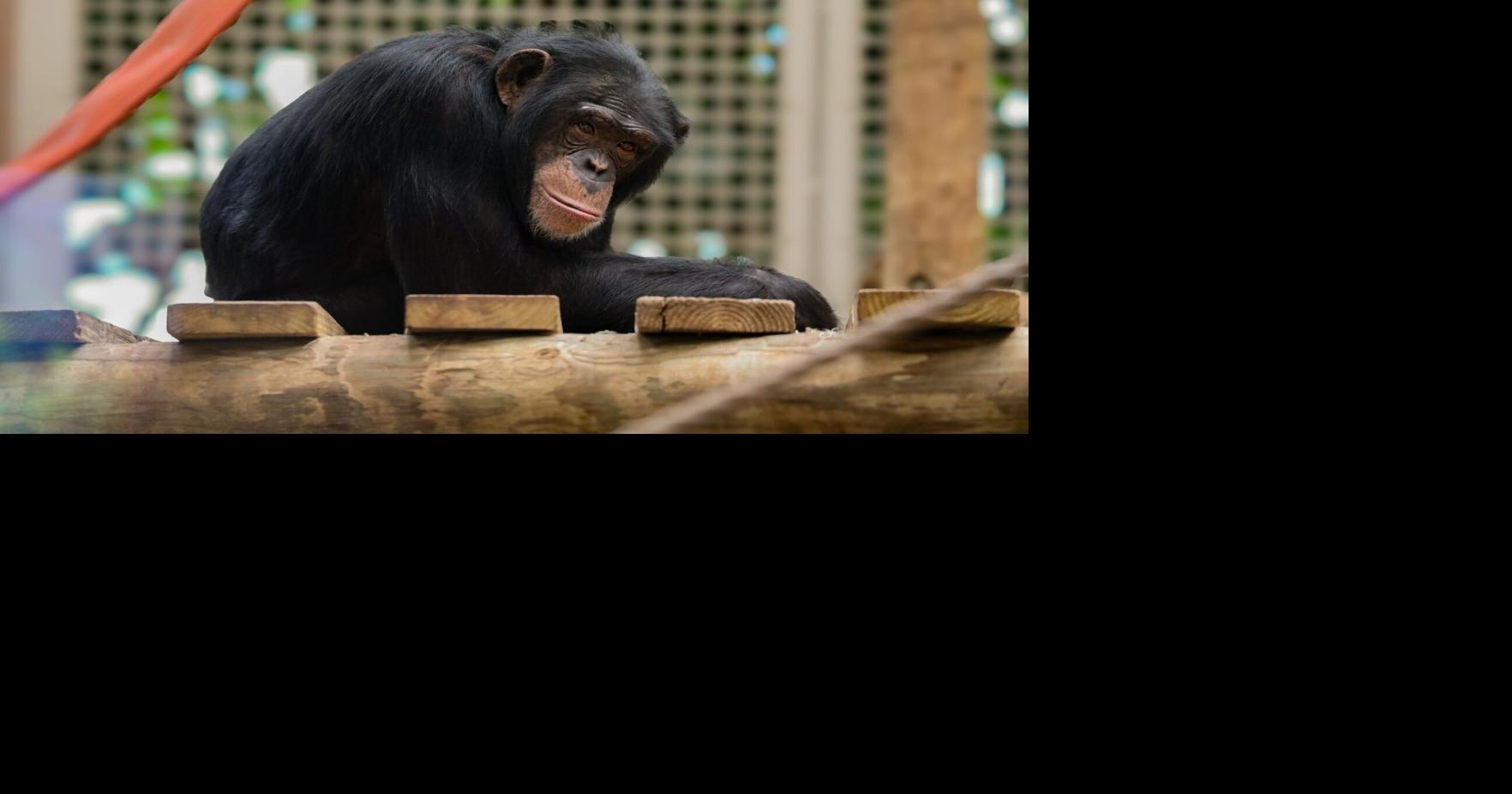 Tulsa Zoo announces chimpanzee pregnancy | News | fox23.com