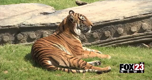 Tulsa Zoo announces arrival of new Malayan tiger | Local & State ...