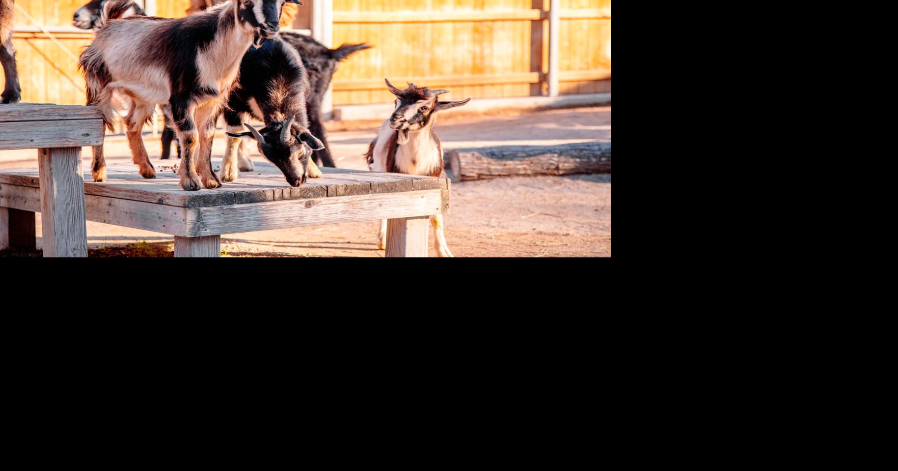 Tulsa Zoo welcomes critically endangered goat breed | News | fox23.com