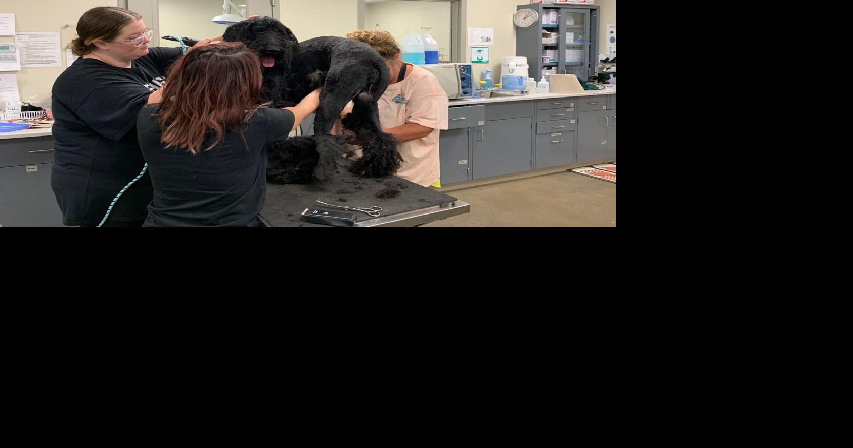 How to volunteer with Tulsa SPCA | News | fox23.com