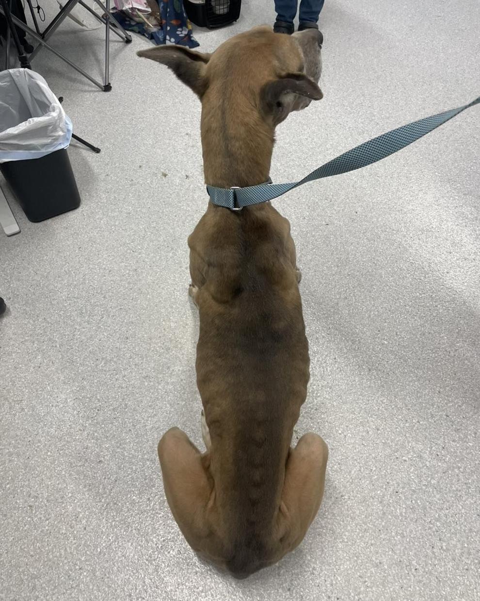 Skiatook Paws and Claws seeking donations for neglected Great Dane ...