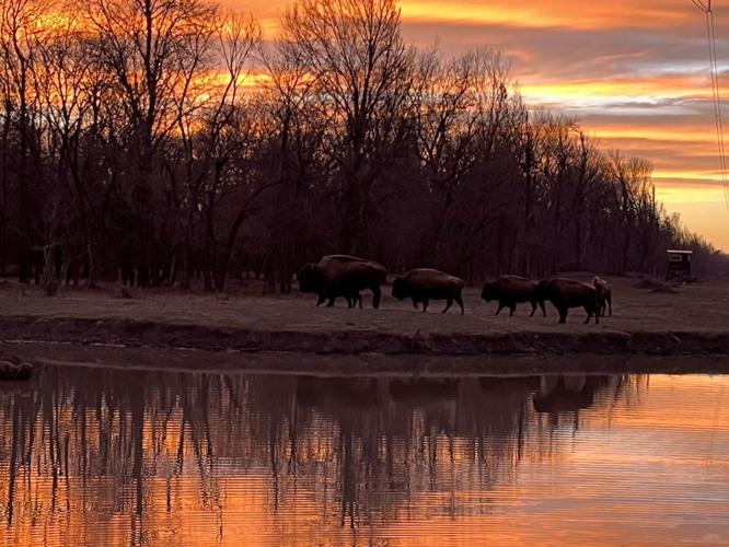 Photos: Owners looking for answers after bison shot, decapitated at ...