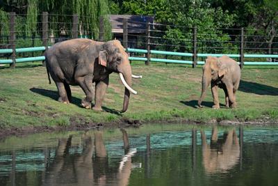 Tulsa Zoo's newest Asian elephants explore the main yard for the first ...