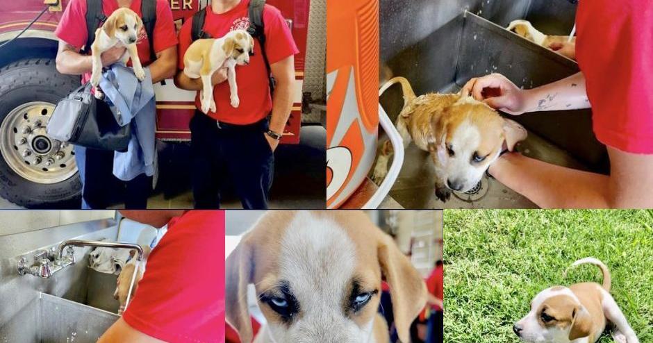 Cadets rescue, care for puppies left outside TFD building | News ...