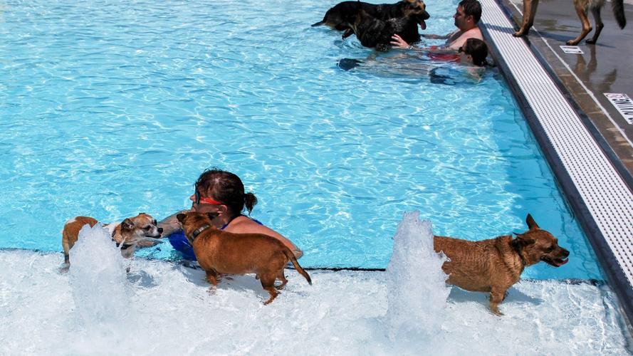Photos: K9 Splash Party at Tulsa's McClure Park Pool | | fox23.com