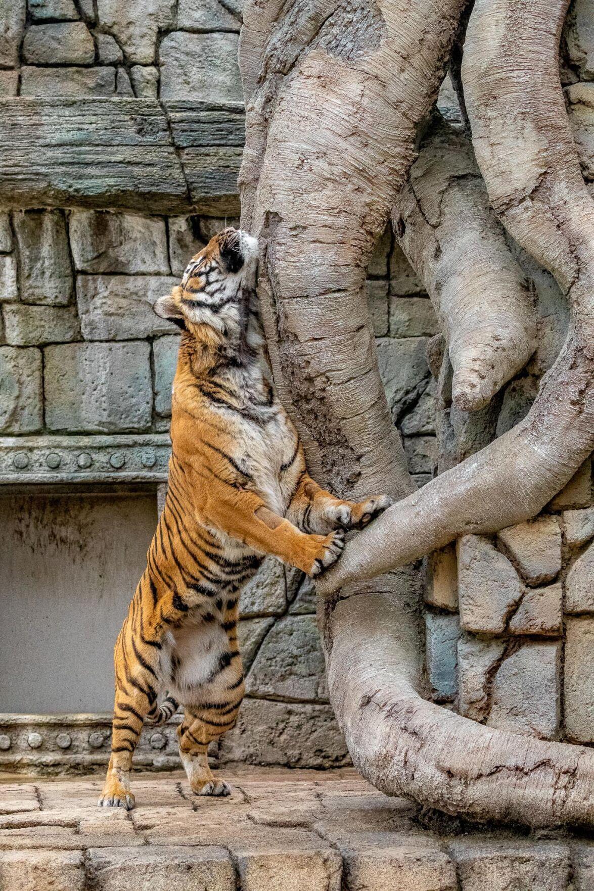 Tulsa Zoo, Local News, Animals, Tigers | News | fox23.com