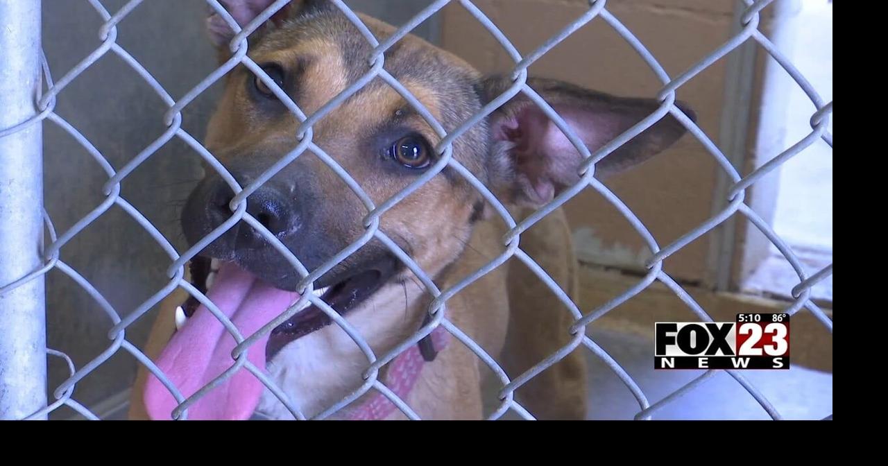 Animal Aid of Tulsa feeling helpless as shelters across Green Country ...