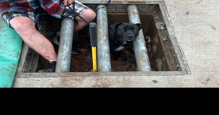 Stillwater firefighters rescue dog stuck in a storm drain | News ...
