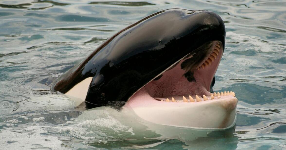 Orca seen off Cape Cod | Trending | fox23.com
