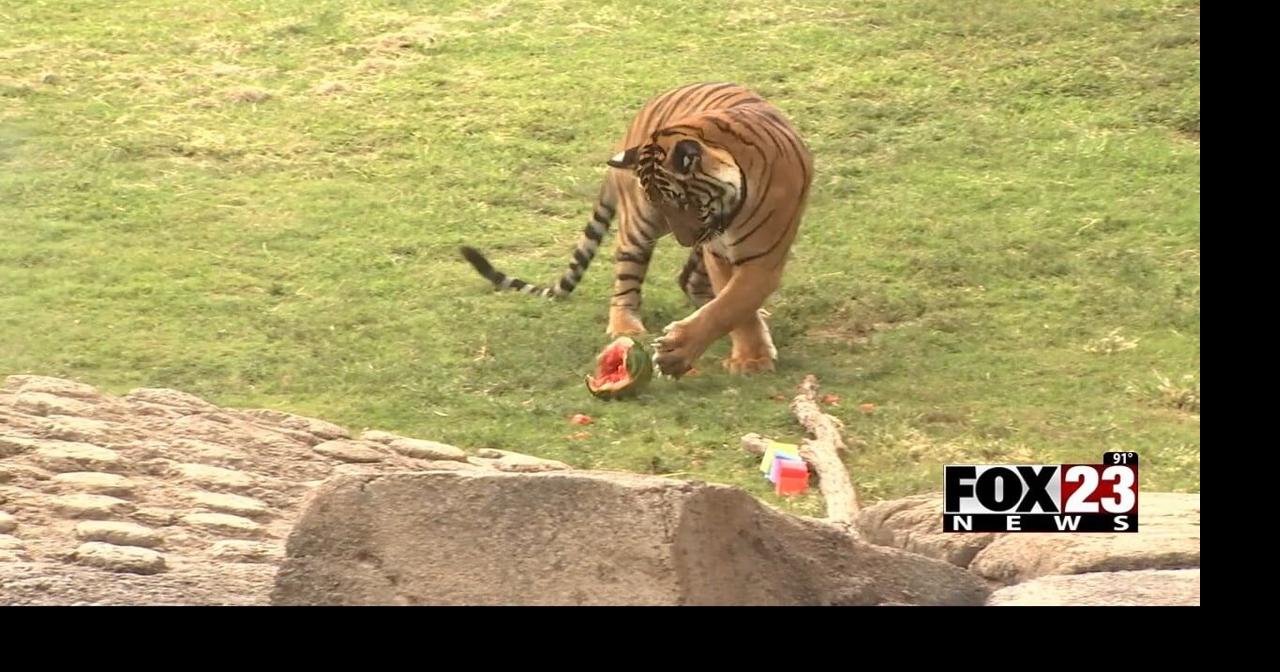 Tulsa Zoo celebrates Malayan tigers cubs' 1st birthday | News | fox23.com