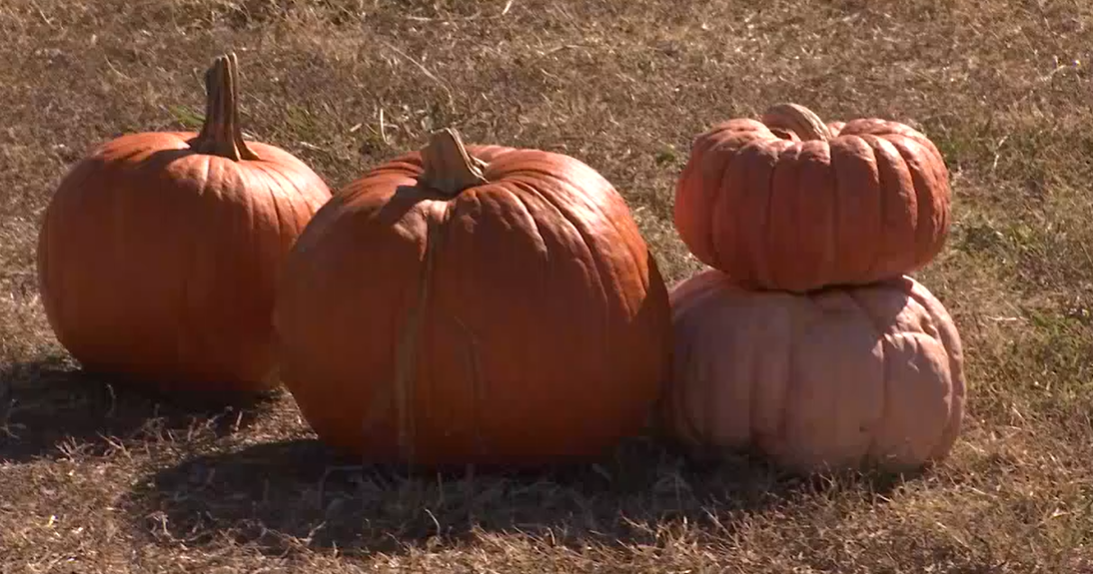 What To Do: Spooky and kooky Halloween events across Green Country ...