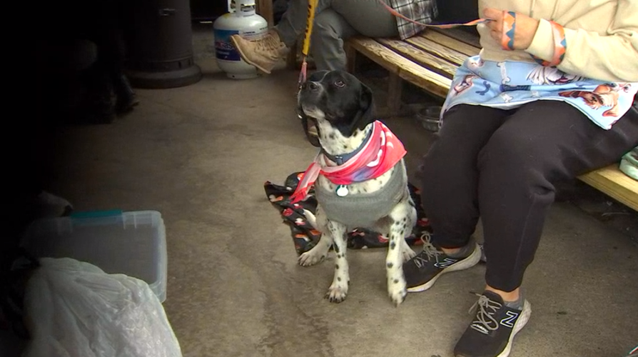 Tulsa Animal Services holds monthly dog adoption event at Mercury ...