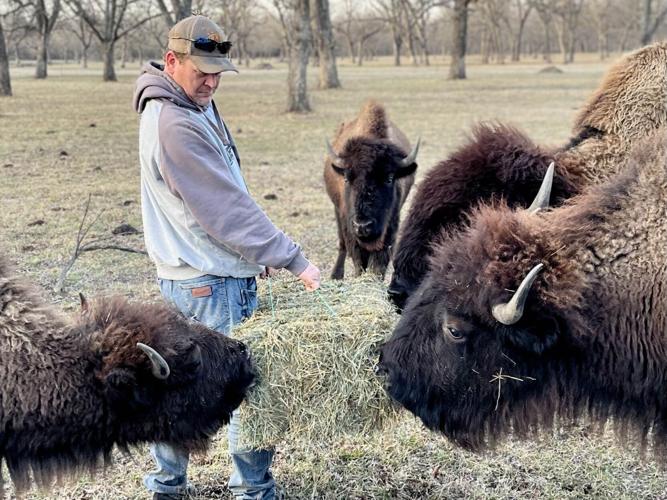 Photos: Owners looking for answers after bison shot, decapitated at ...