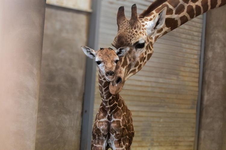 giraffe being born