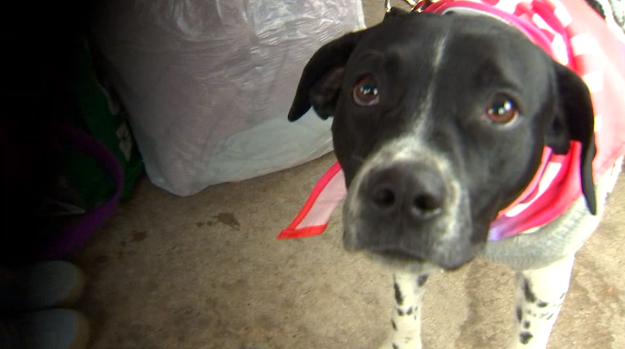 Tulsa Animal Services holds monthly dog adoption event at Mercury ...