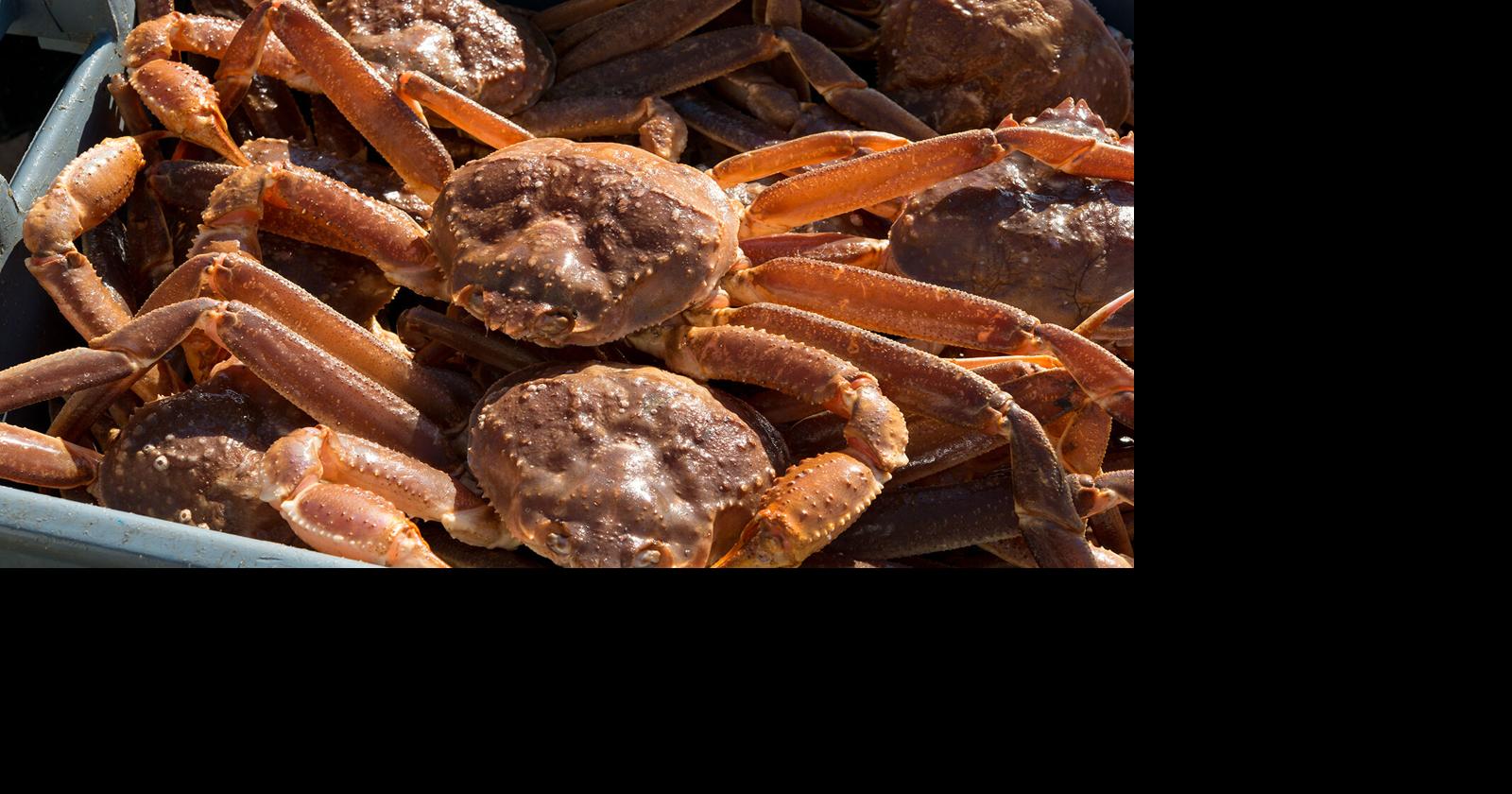 Population collapse? Snow crab season canceled in Alaska for first time | Trending | fox23.com