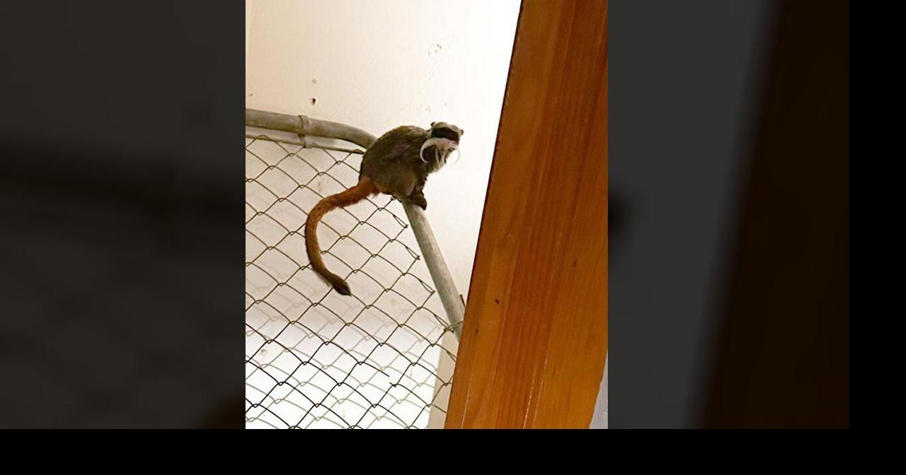 Dallas Zoo investigation: Police make arrest in missing monkeys case ...