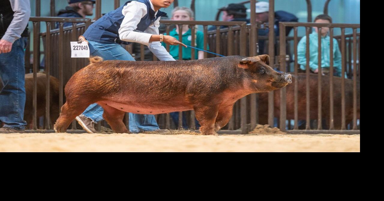 Oklahoma teen sells her prize-winning hog for $17,000 | News | fox23.com