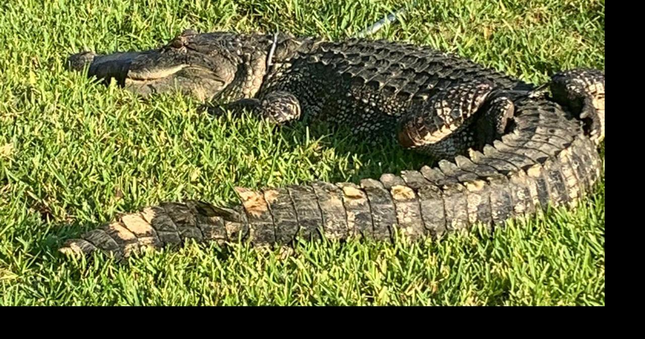 Alligator captured near Georgia church in viral video: ‘Get the duct ...