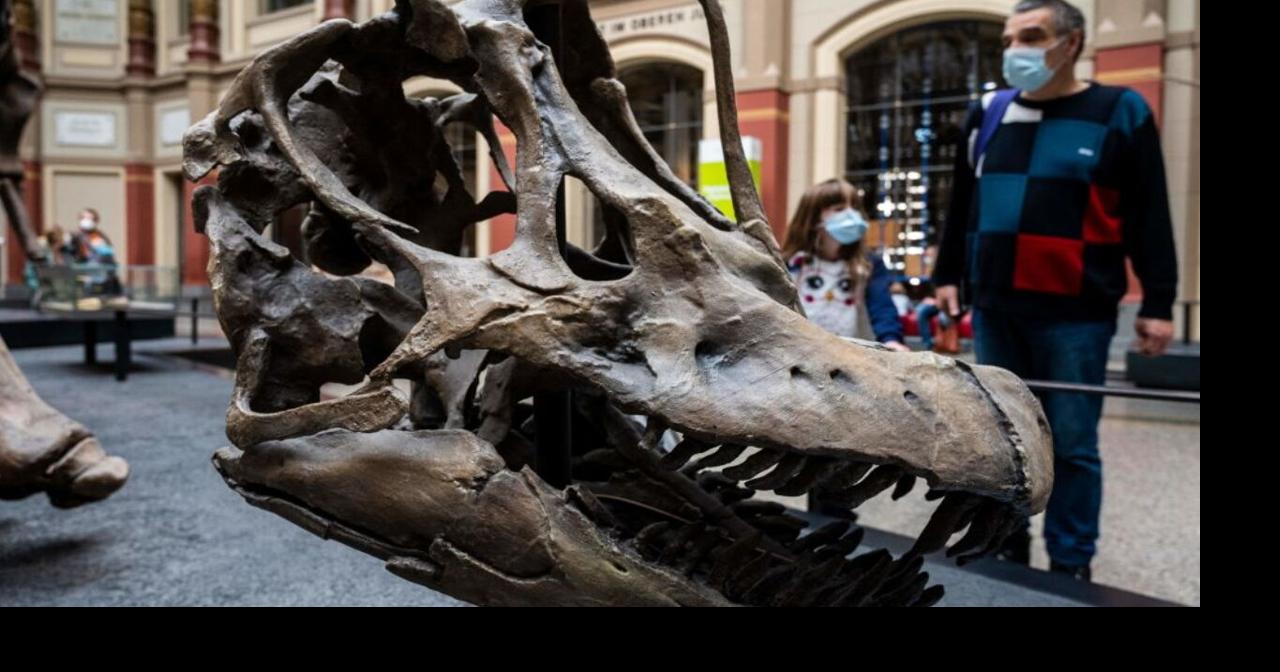 German climate activists glue themselves to dinosaur display at Berlin ...