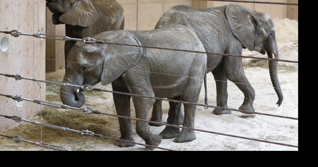 Nebraska zoo announces African elephant is pregnant; baby due next year ...