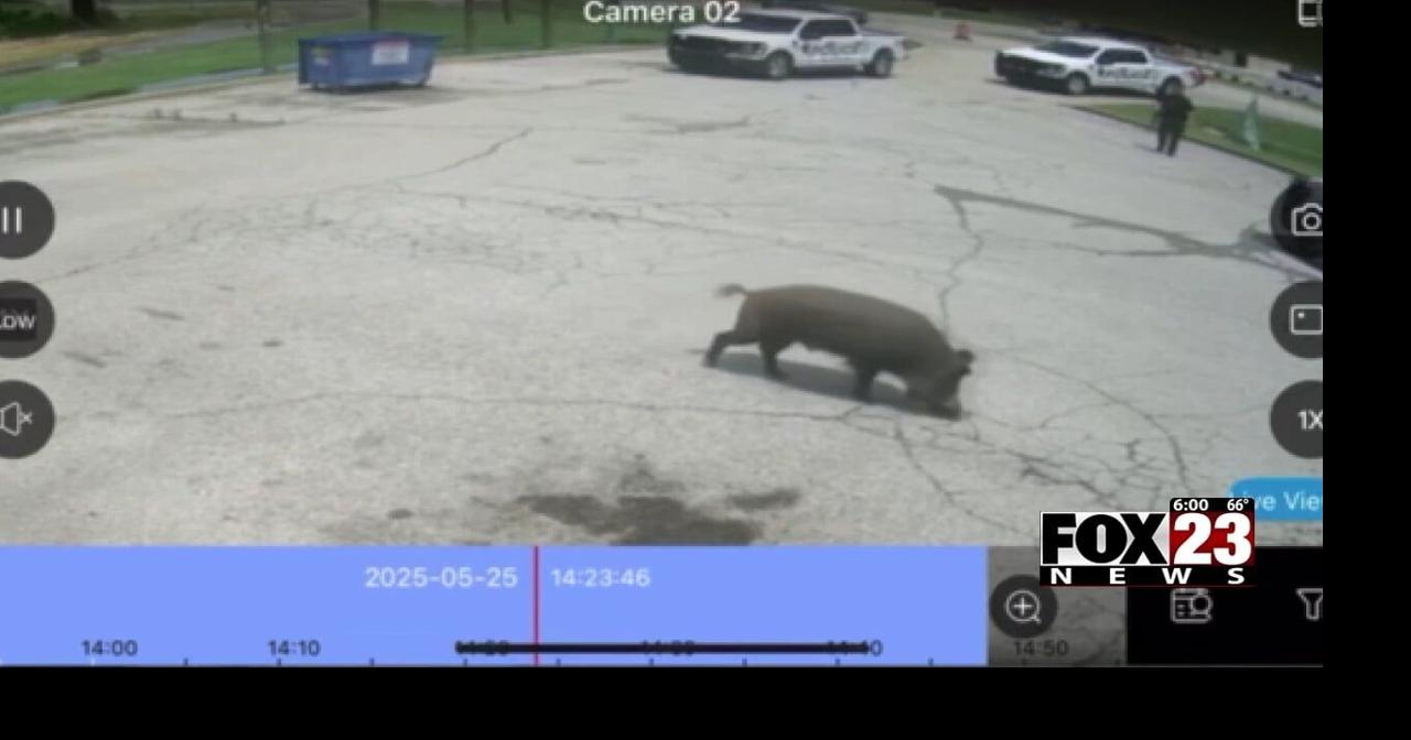 Wild hog attacks police car outside of business in Wagoner | News ...