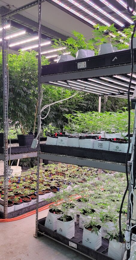 OBN seizes 4,151 plants, 550 pounds of processed marijuana from Sand ...