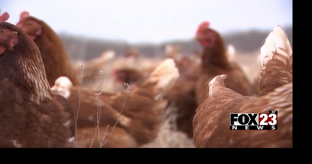 Video: Local doctor shares concerns about bird flu following recent ...