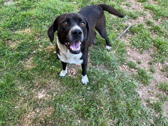 TAW doggies up for adoption, looking for their fur-ever home | News ...