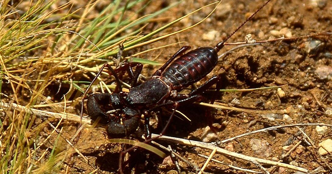 Acid-spraying arachnids crawl out of burrows looking for ‘food and love ...
