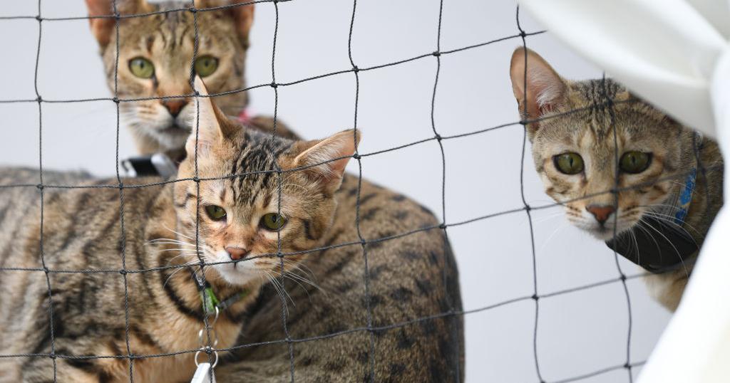 Meet Fenrir: Michigan pet named tallest living domestic cat | Trending ...