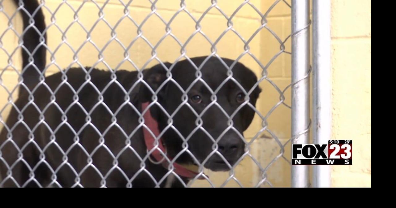 Tulsa Animal Services running out of space after rescuing more than 130 ...