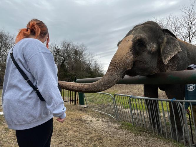Photos: Endangered Ark Foundation's Elephant Sanctuary | | fox23.com