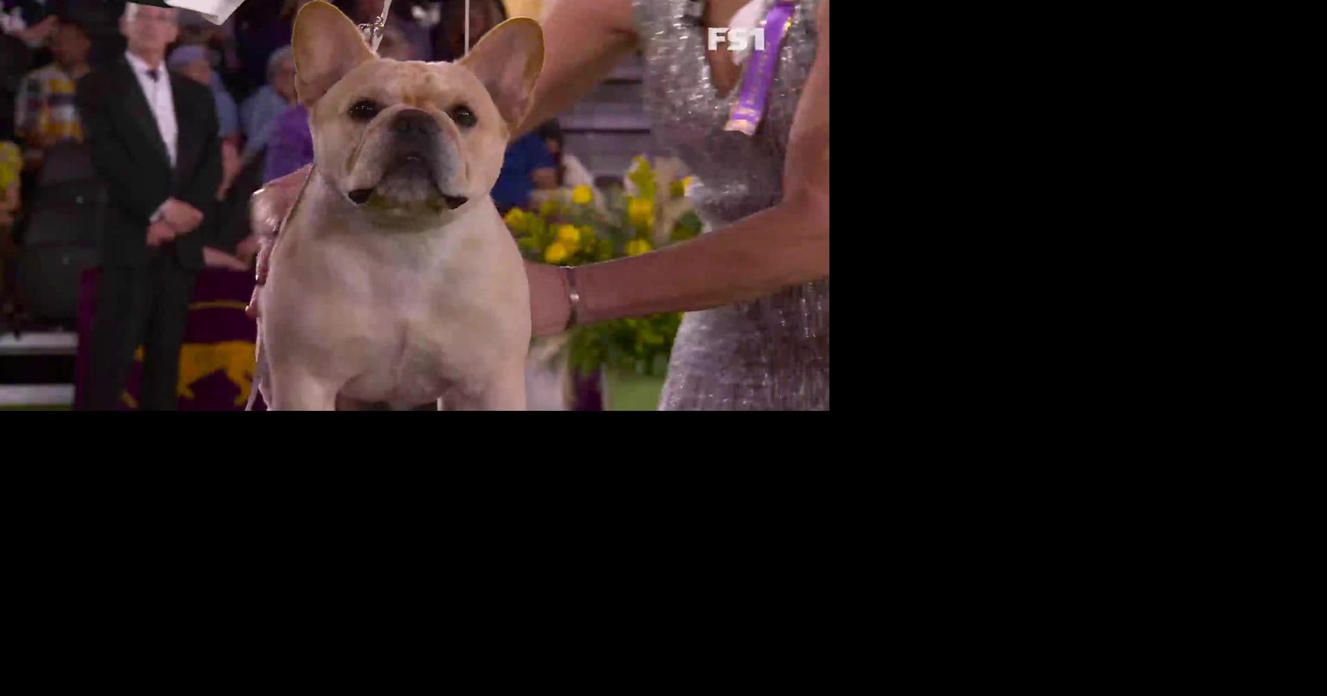 French bulldog from Bixby wins non-sporting group at Westminster Dog ...