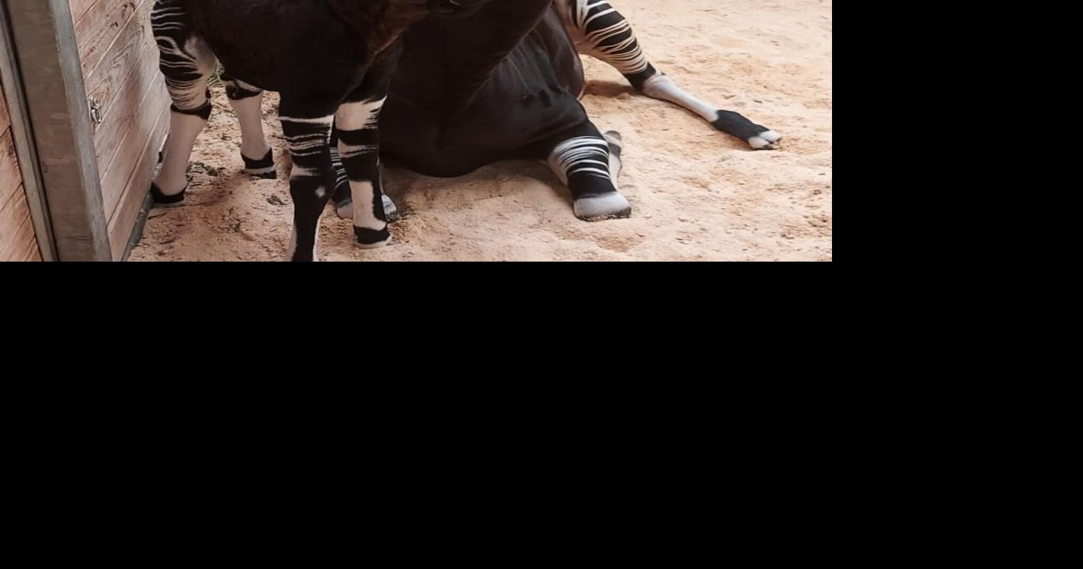 OKC Zoo announces birth of rare, endangered okapi calf | News | fox23.com