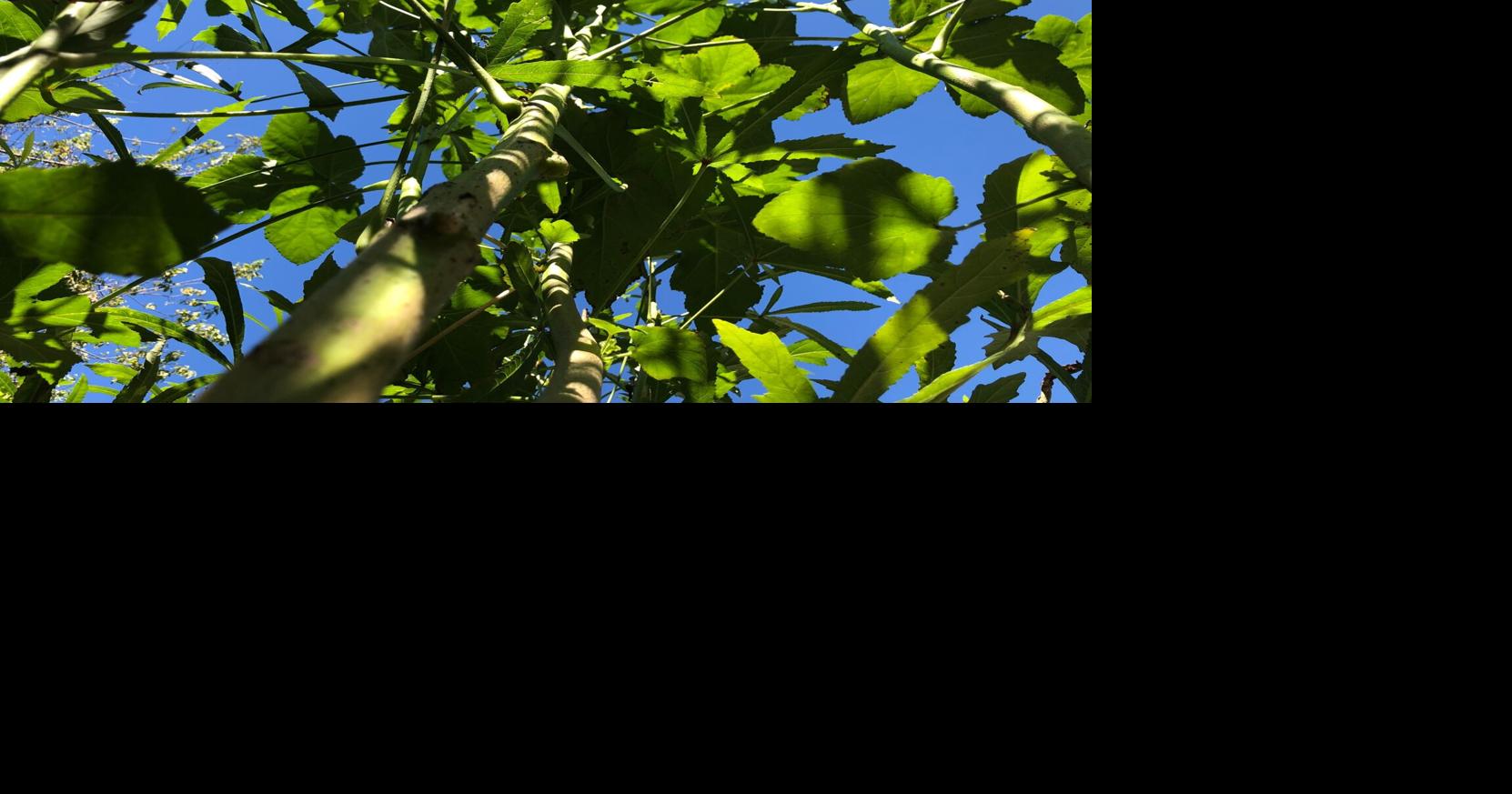 Claremore woman looking to break world record for tallest okra plant ...