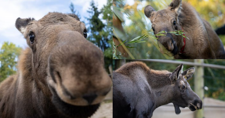Ohio zoo welcomes three orphaned Alaskan moose calves | Trending ...