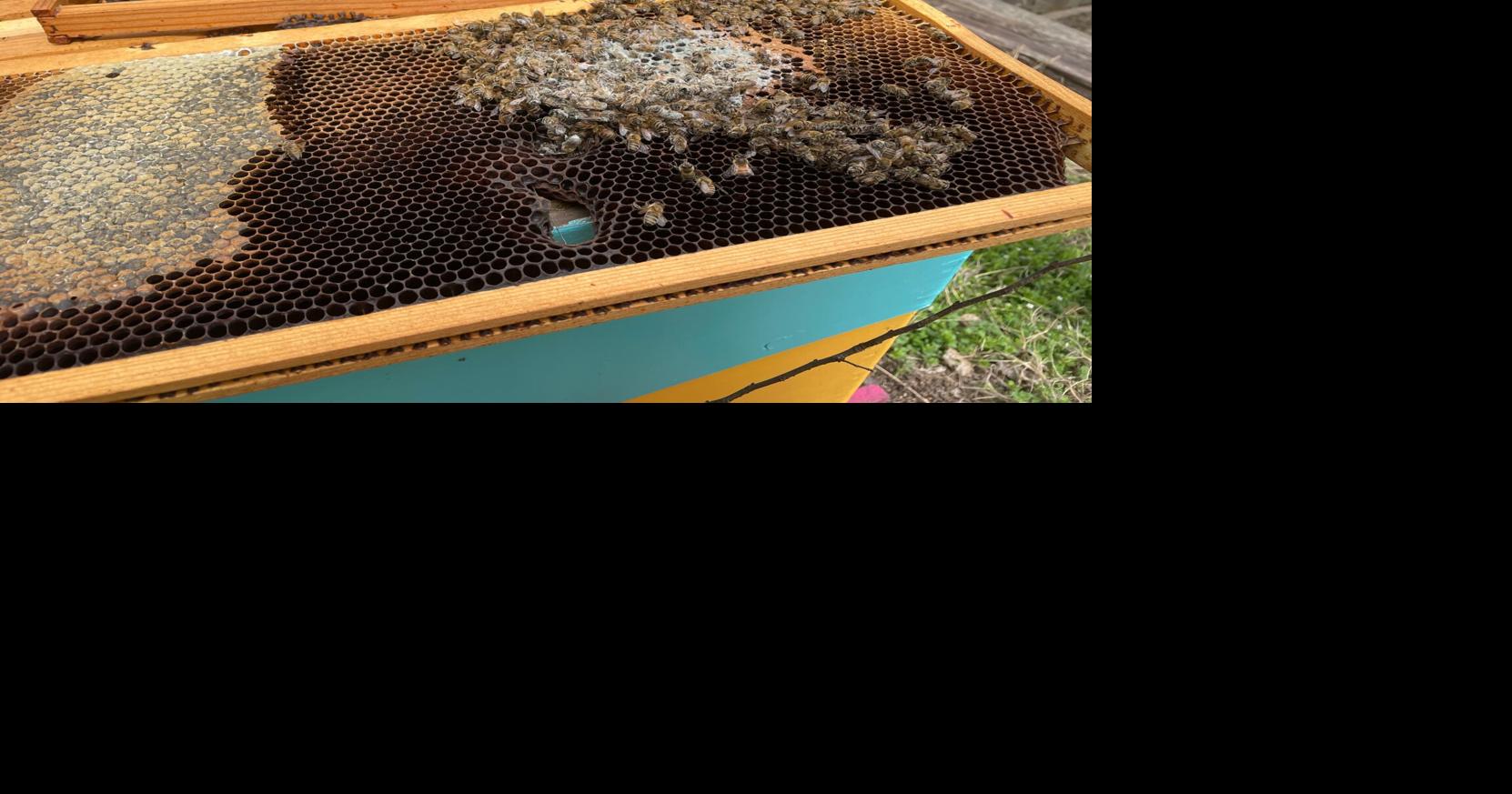 Oklahoma bee farmers expect to lose more than half of bees, honey ...