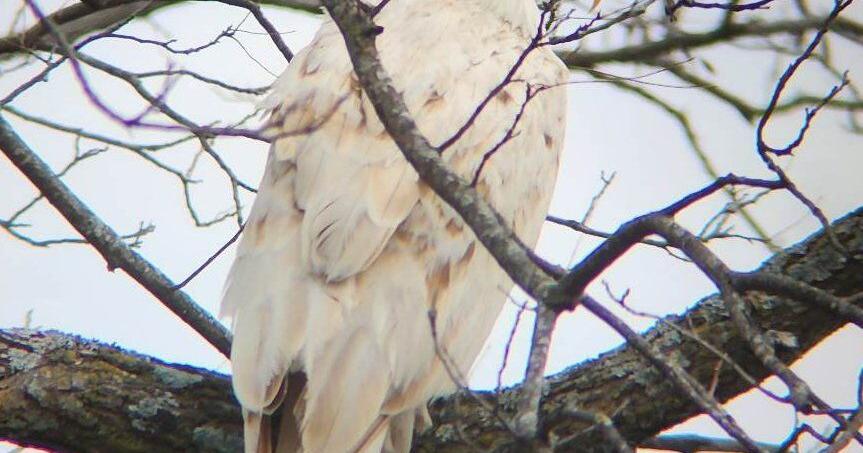 solid white bald eagle