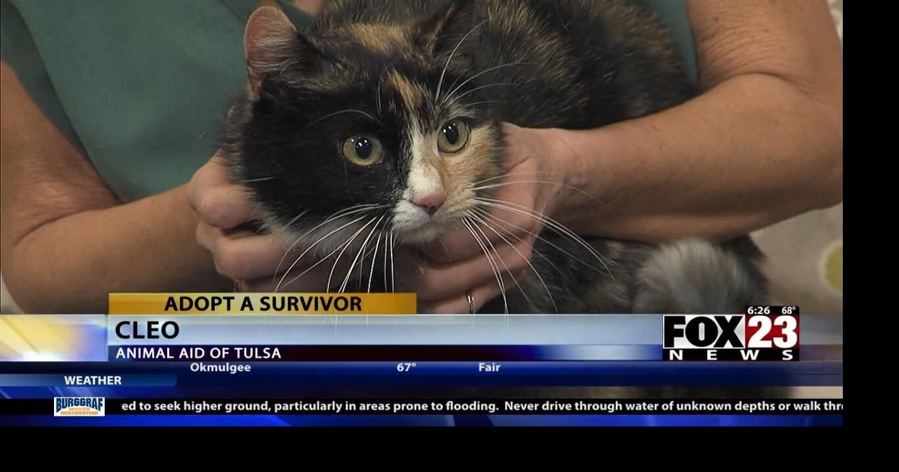 Adopt a Survivor: Meet Cleo | News | fox23.com